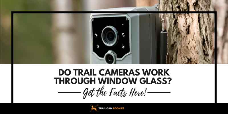 Do Trail Cameras Work Through Window Glass? What You Need to Know