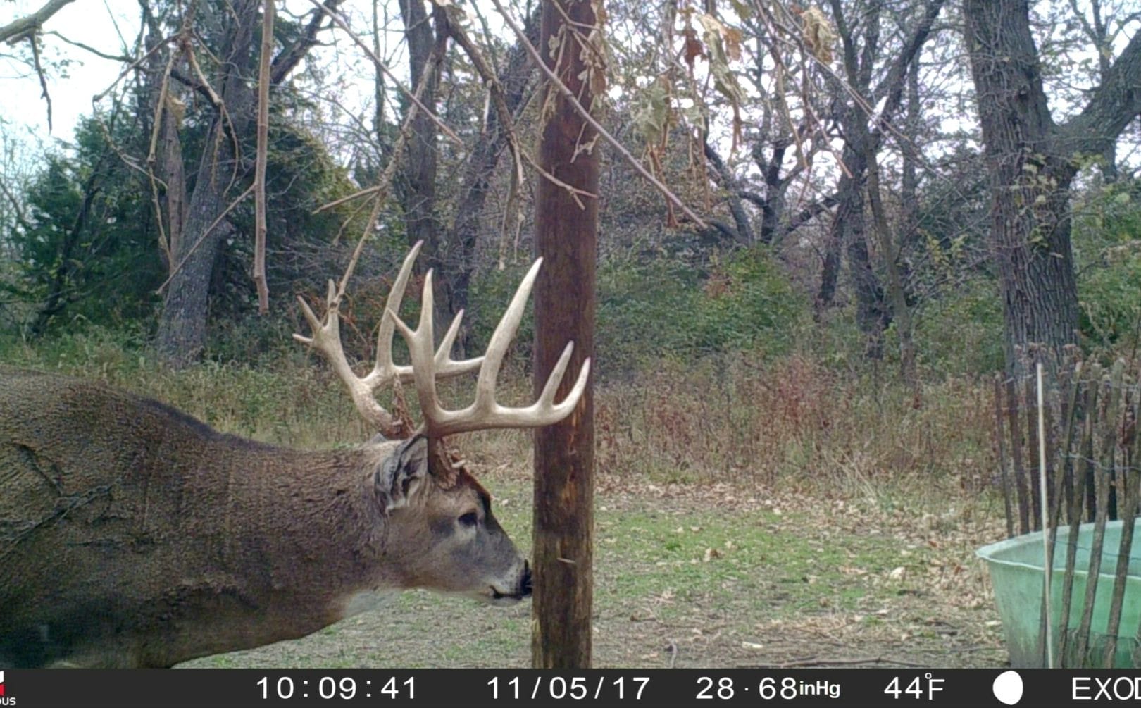 Where to Put Trail Cameras in Summer - Top 7 Trail Camera Strategies!