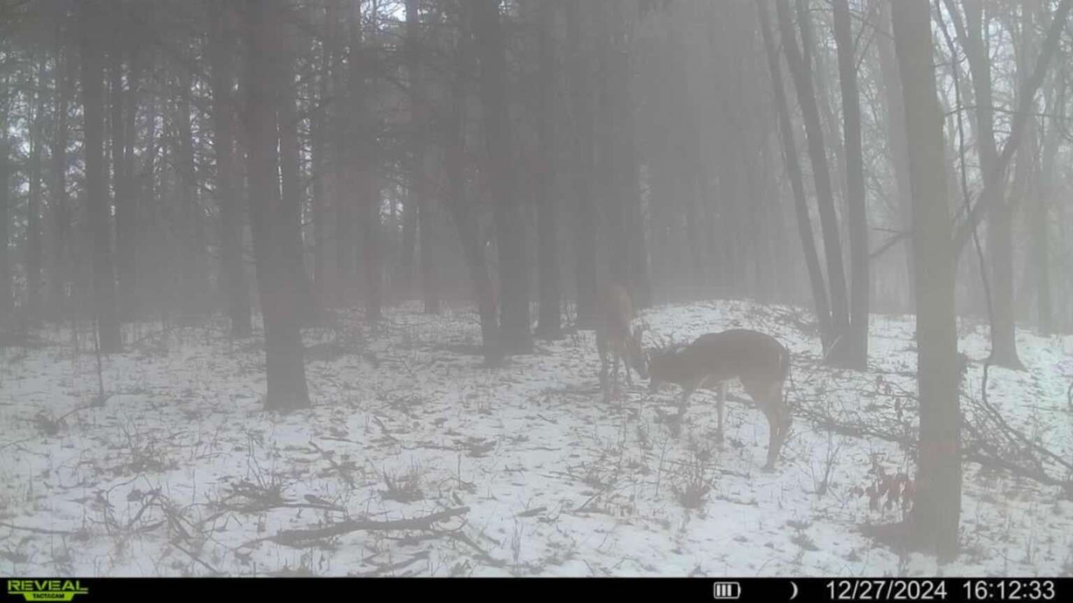 Trail Camera Fogging Up? Don't Replace It! Try These Simple Hacks First