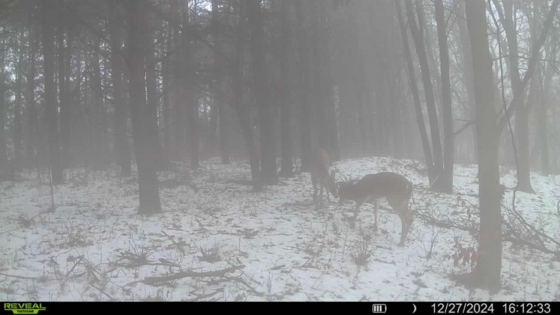 Trail Camera Fogging Up? Don't Replace It! Try These Simple Hacks First